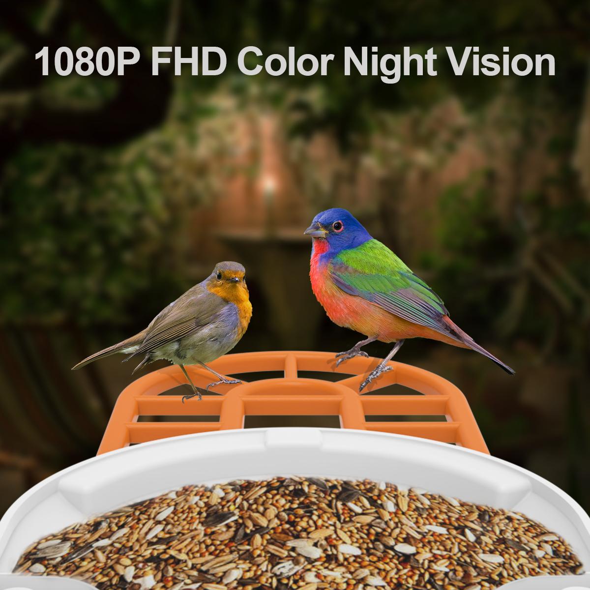 Smart Bird Feeder with 1080P Camera | Birds & Wildlife - KENTFAITH