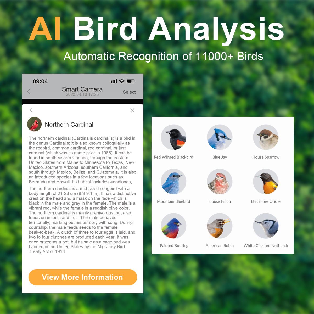 Intelligent bird feeder camera, AI automatic bird recognition, 1080P ...